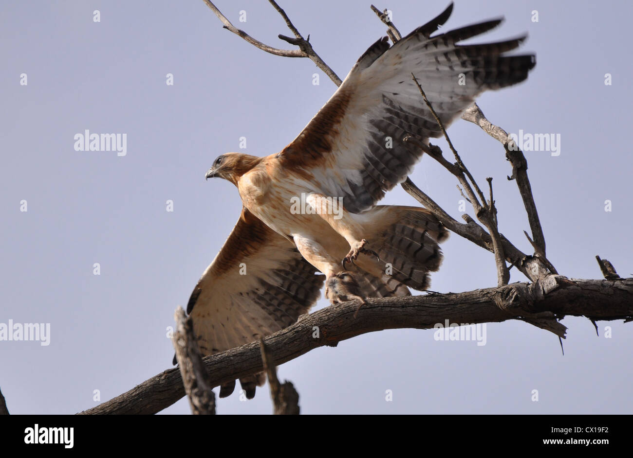 Little Eagle takes flight with a rat it has just caught Stock Photo - Alamy