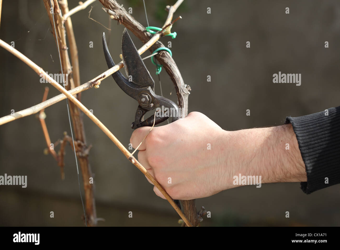 Prune Grape Vine High Resolution Stock Photography and Images - Alamy