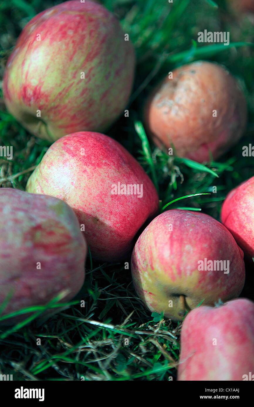 close up of red-green windfall organic apples, germany Stock Photo - Alamy