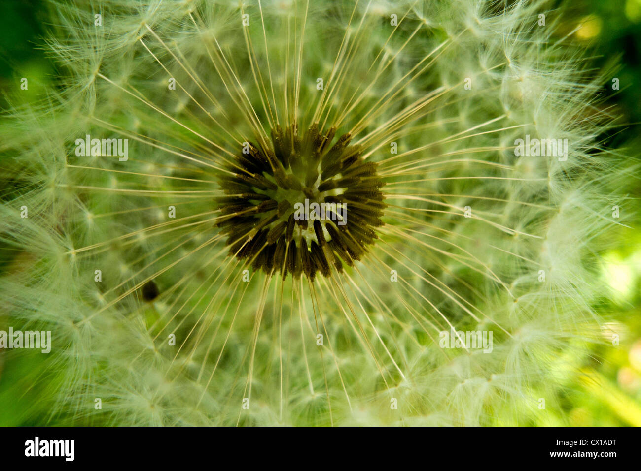 Dandelion structure hi-res stock photography and images - Alamy