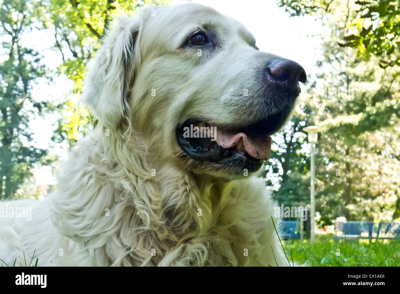 Portrait golden retriever outdoor hi-res stock photography and images ...