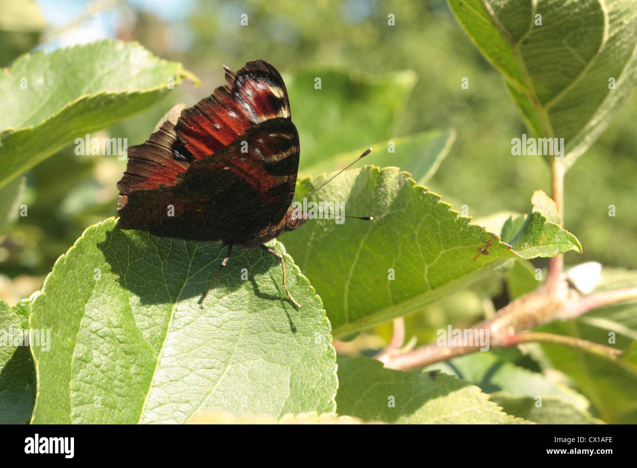 Decaying butterfly hi-res stock photography and images - Alamy