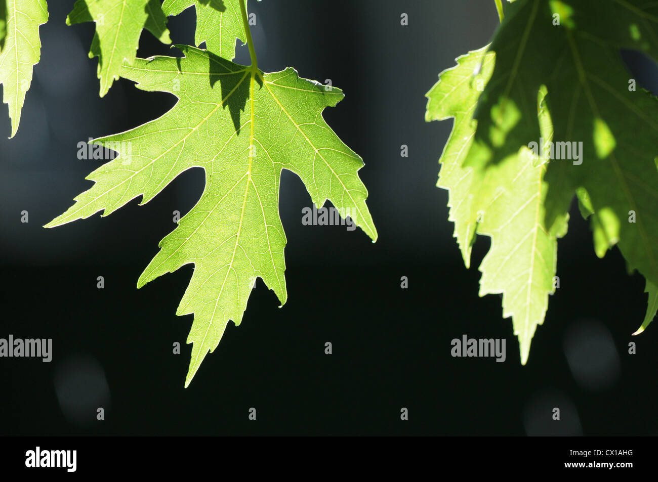 Maple leaf in summer sun Stock Photo - Alamy