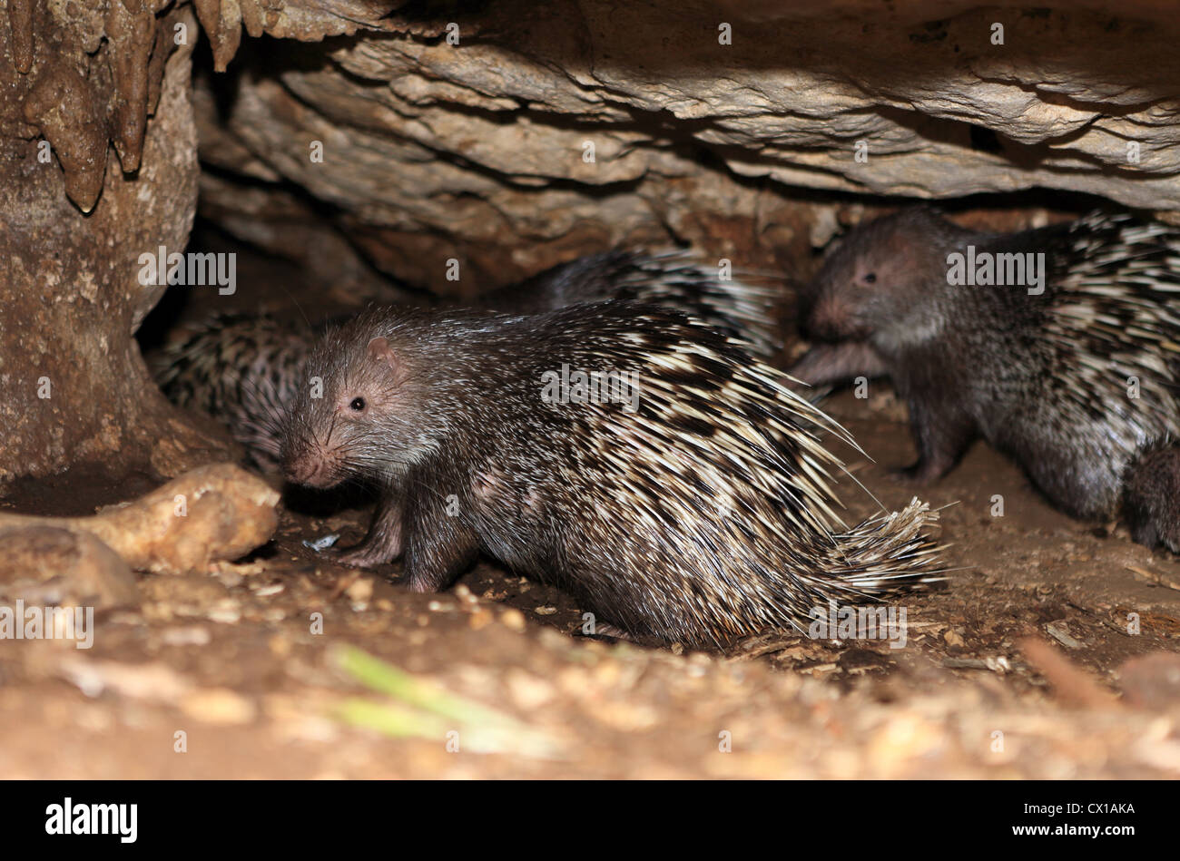 Porcupine family living deep in a cave in Pangandaran National Park ...