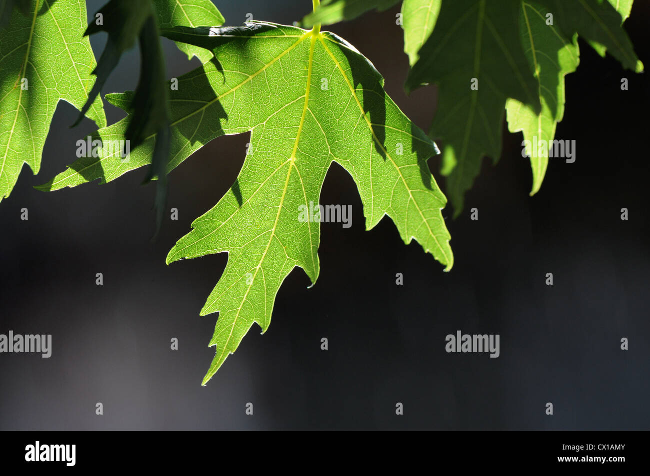 Maple leaf in summer sun Stock Photo - Alamy