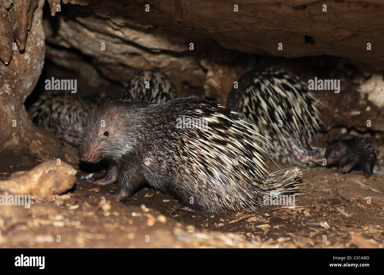 Porcupines hi-res stock photography and images - Alamy