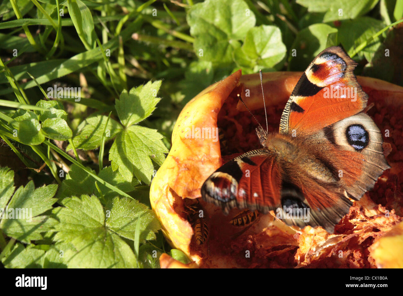 Decaying butterfly hi-res stock photography and images - Alamy