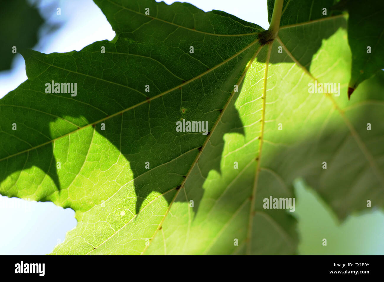 London plane tree in summer Stock Photo - Alamy