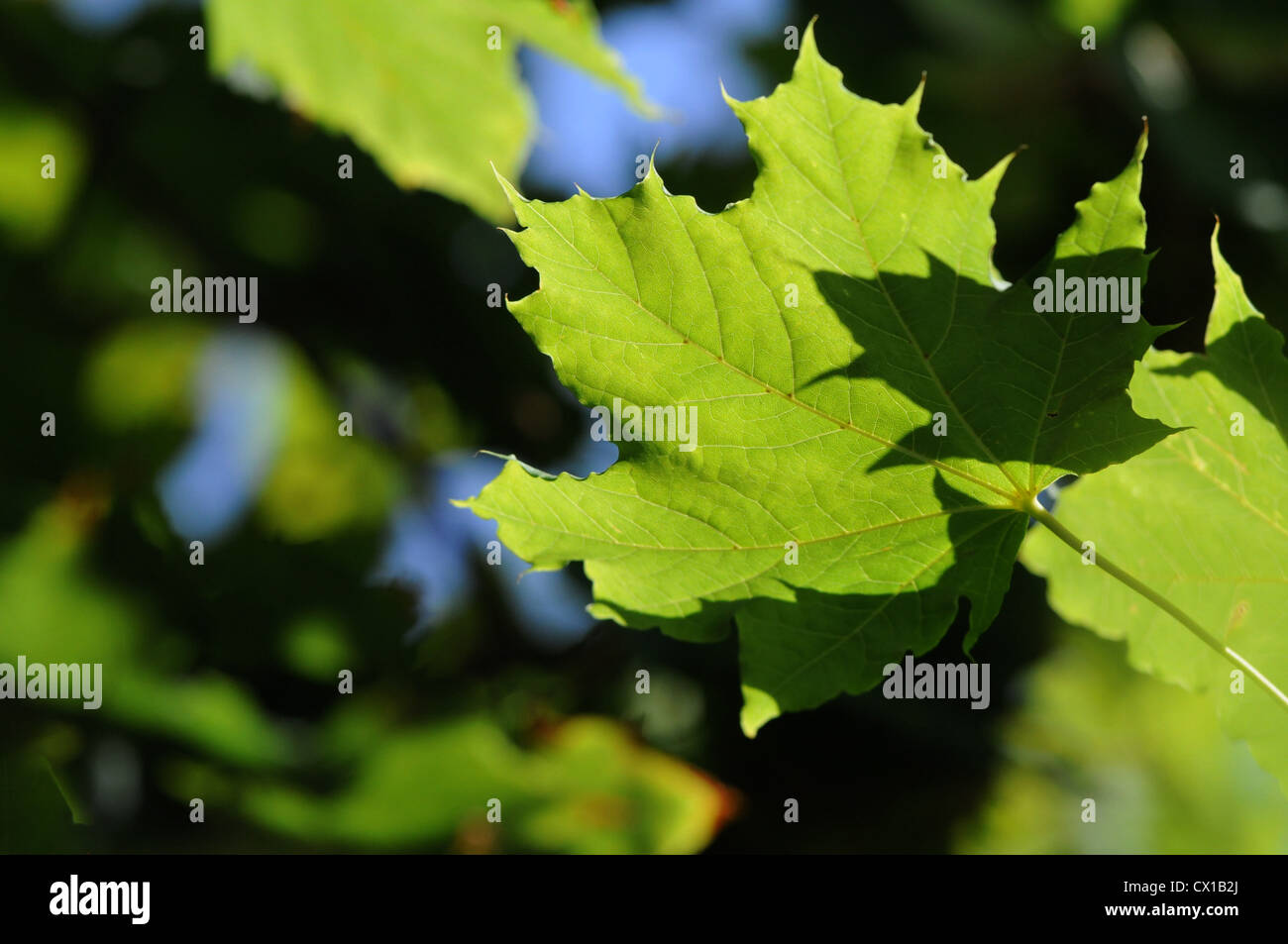 London plane tree hi-res stock photography and images - Alamy