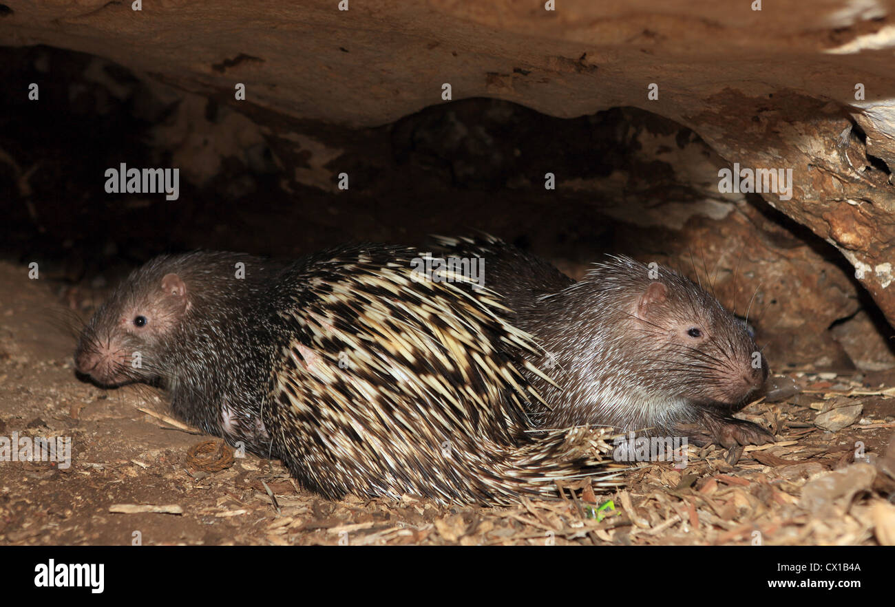 Porcupine family living deep in a cave in Pangandaran National Park ...