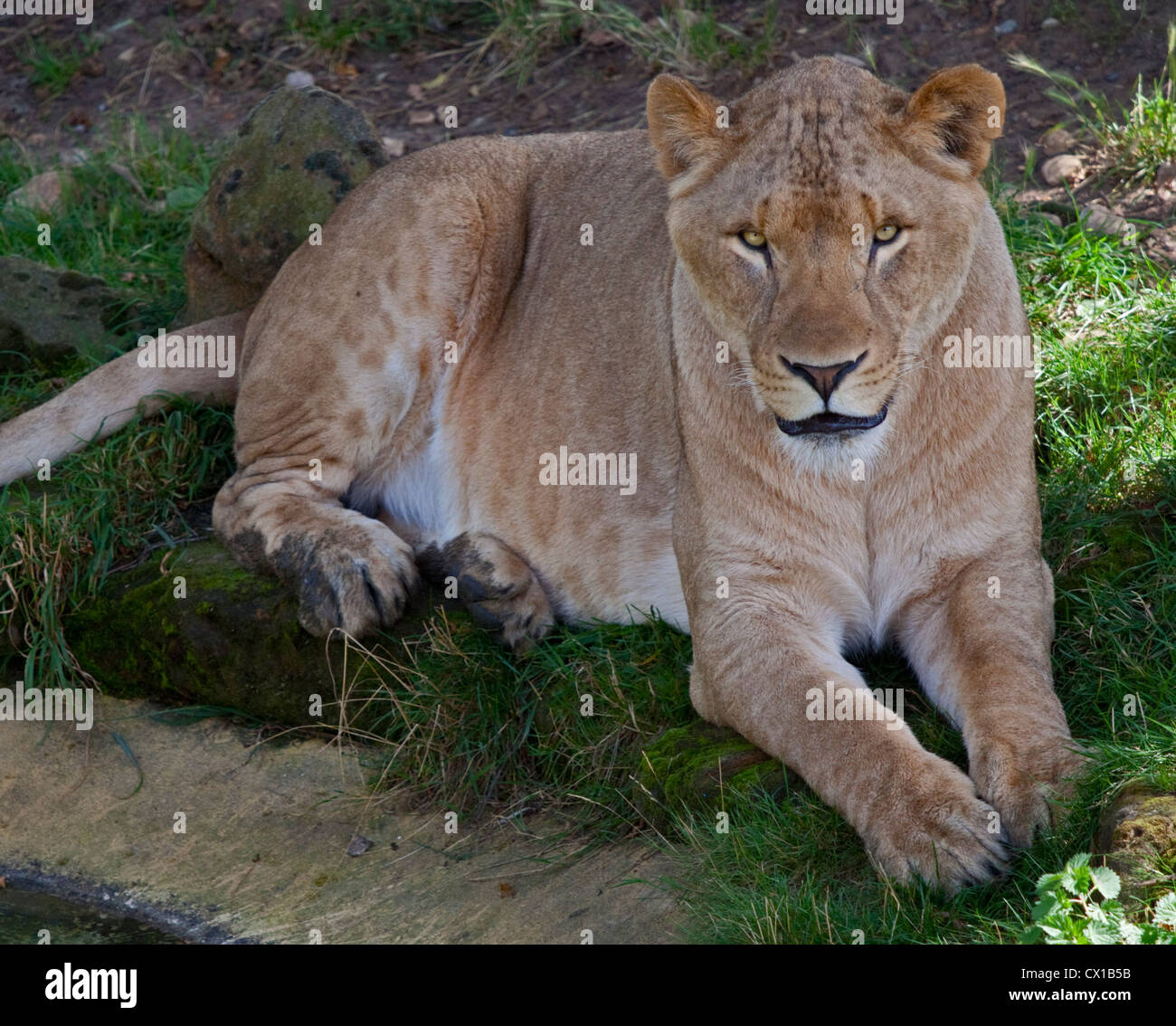 Lion (panthera leo) female Stock Photo - Alamy