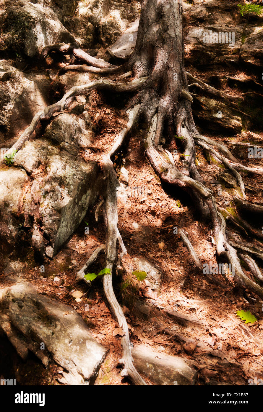 USA, Maine, Camden, Coiled tree roots and green leaves Stock Photo - Alamy