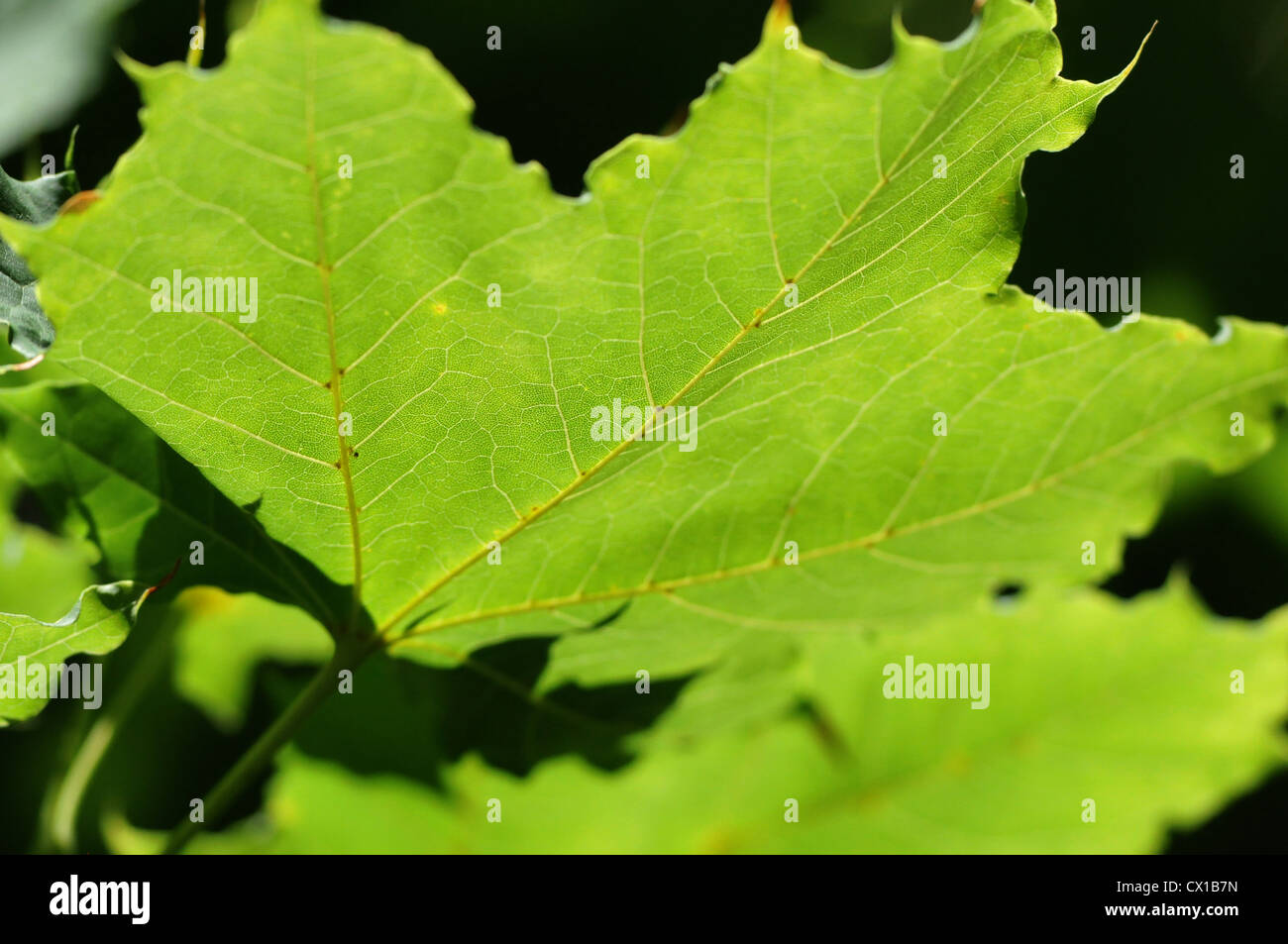 London plane tree in summer Stock Photo - Alamy