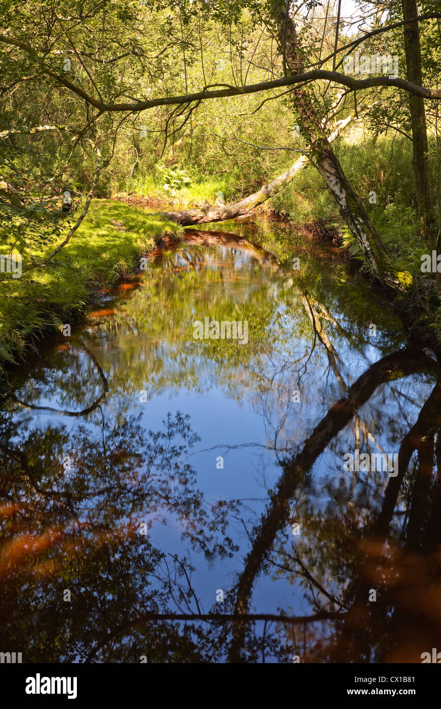 A small stream in the New Forest national park Stock Photo - Alamy