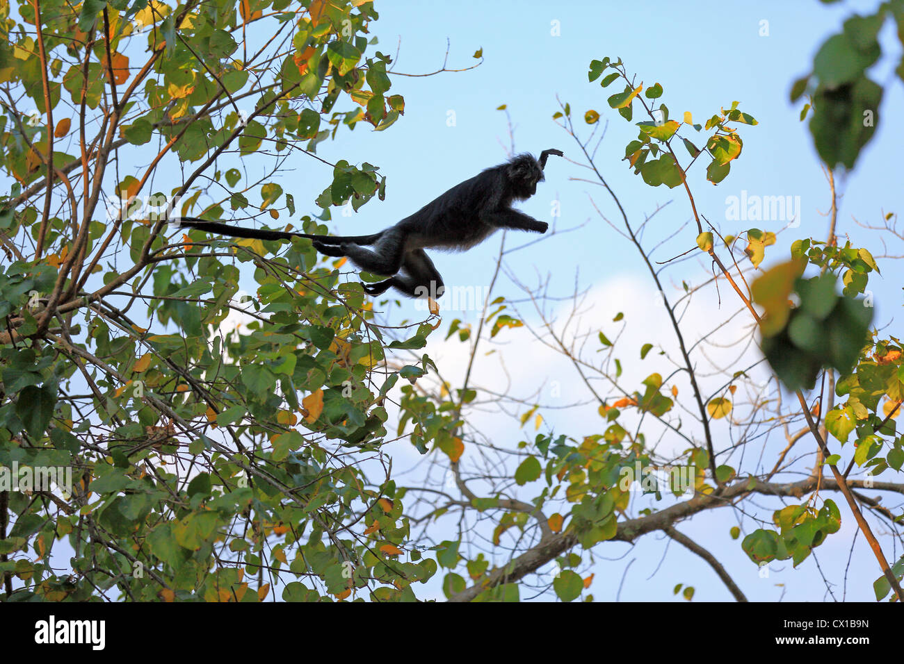 Leaping monkey hi-res stock photography and images - Alamy