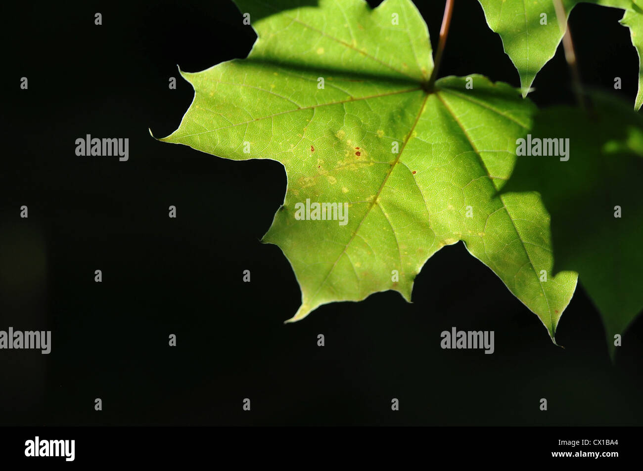 London plane tree in background hi-res stock photography and images - Alamy