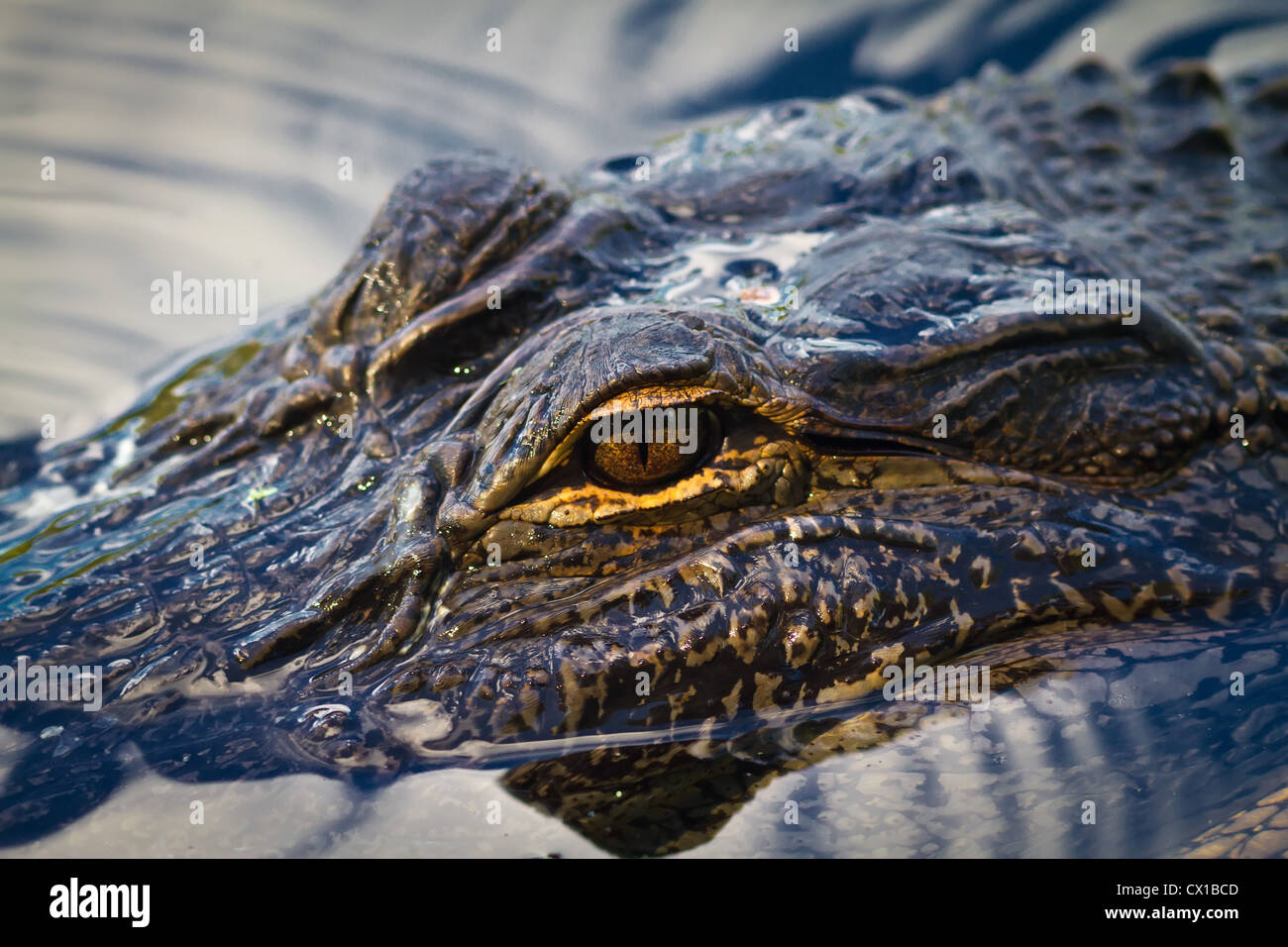 Close-up of an alligator's head and eye Stock Photo - Alamy
