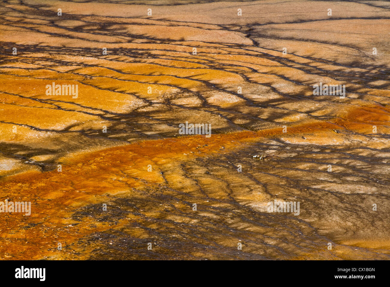 Detail from Grand Prismatic Spring Yellowstone National Park USA Stock ...