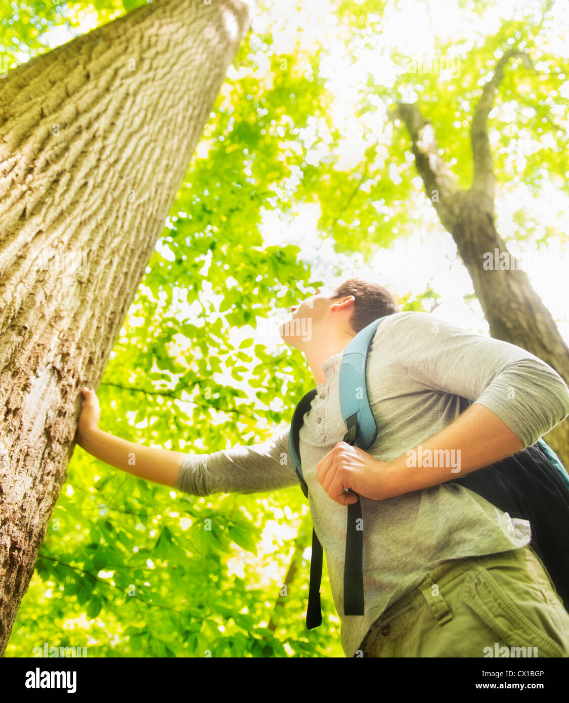 USA, New Jersey, Mendham, Man looking at tree Stock Photo - Alamy