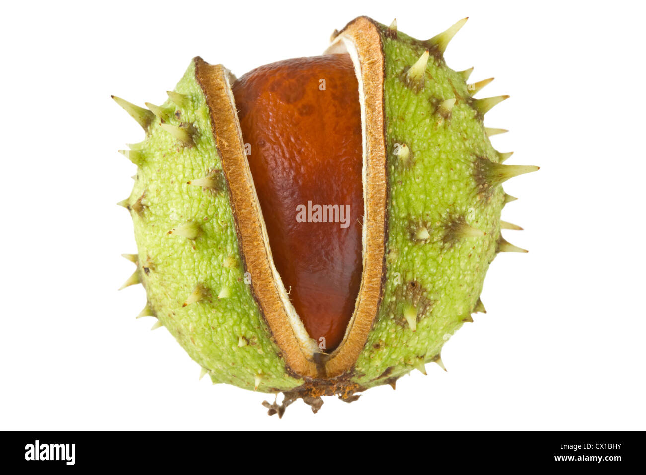 single chestnut isolated over a white background Stock Photo - Alamy