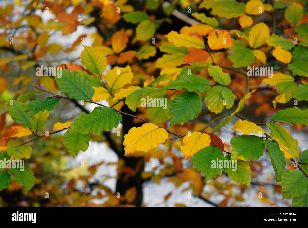 Beech leaves in autumn hi-res stock photography and images - Alamy