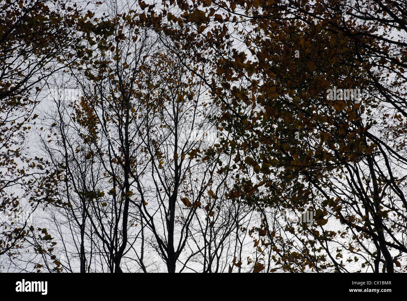 The last leaves of autumn Stock Photo - Alamy
