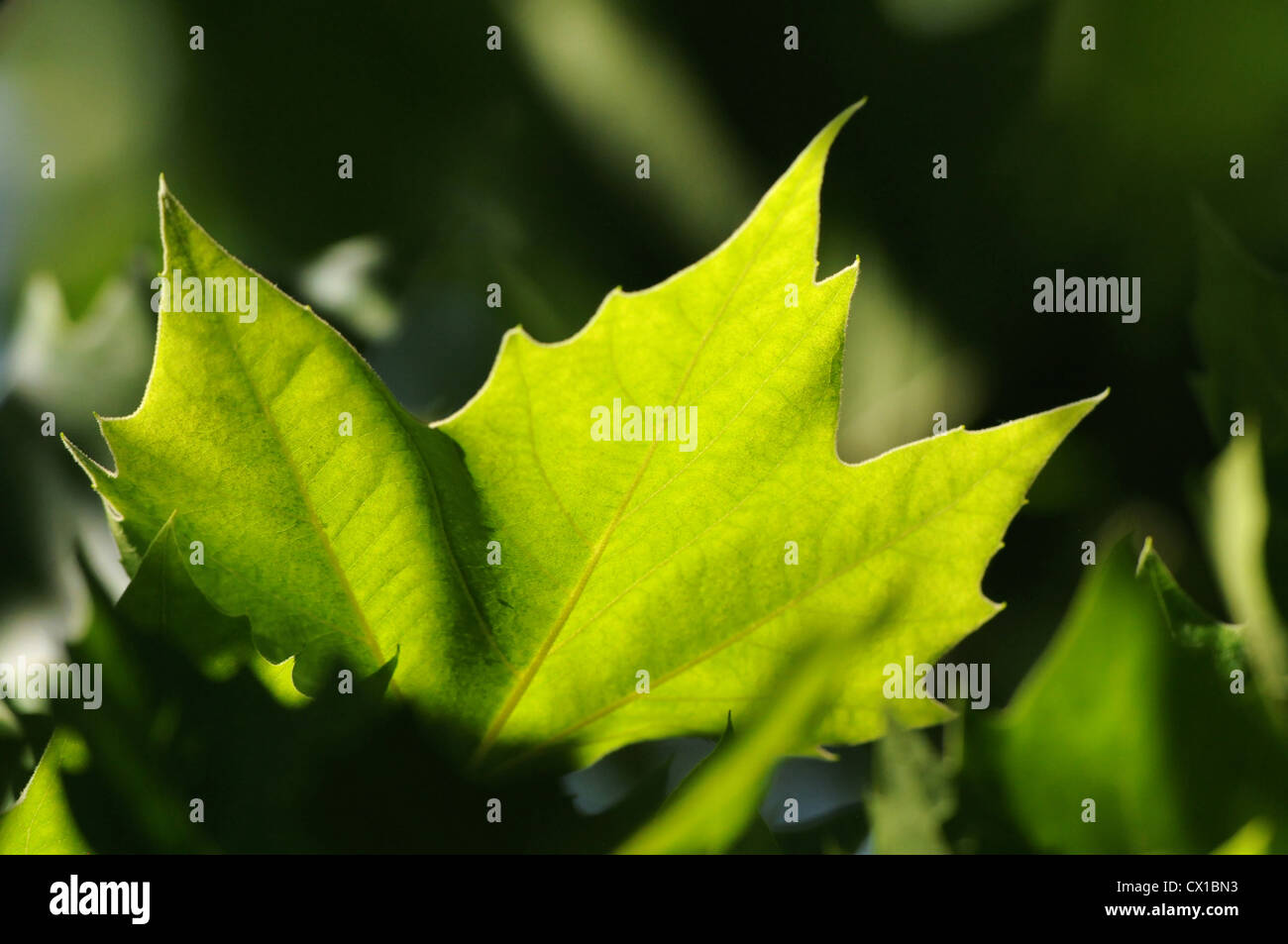 London the tree hi-res stock photography and images - Alamy