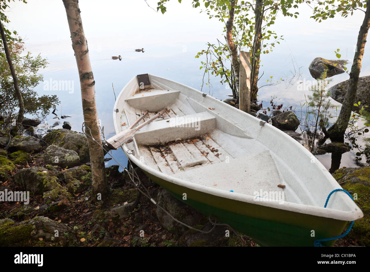 Old white rowing Boat moored on the coast in the forest Stock Photo - Alamy