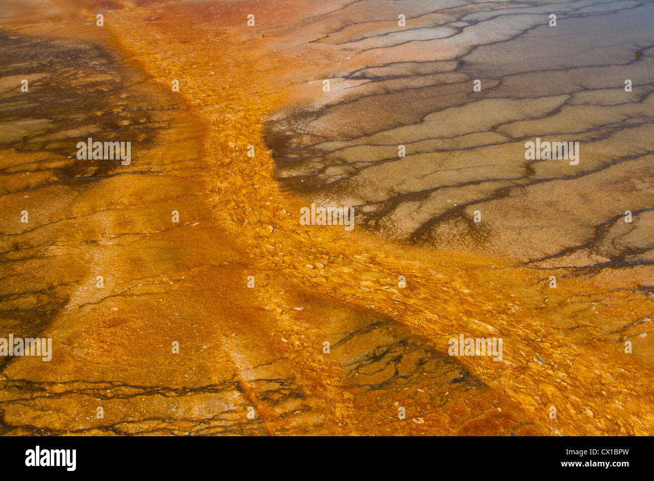 Detail from Grand Prismatic Spring Yellowstone National Park USA Stock ...