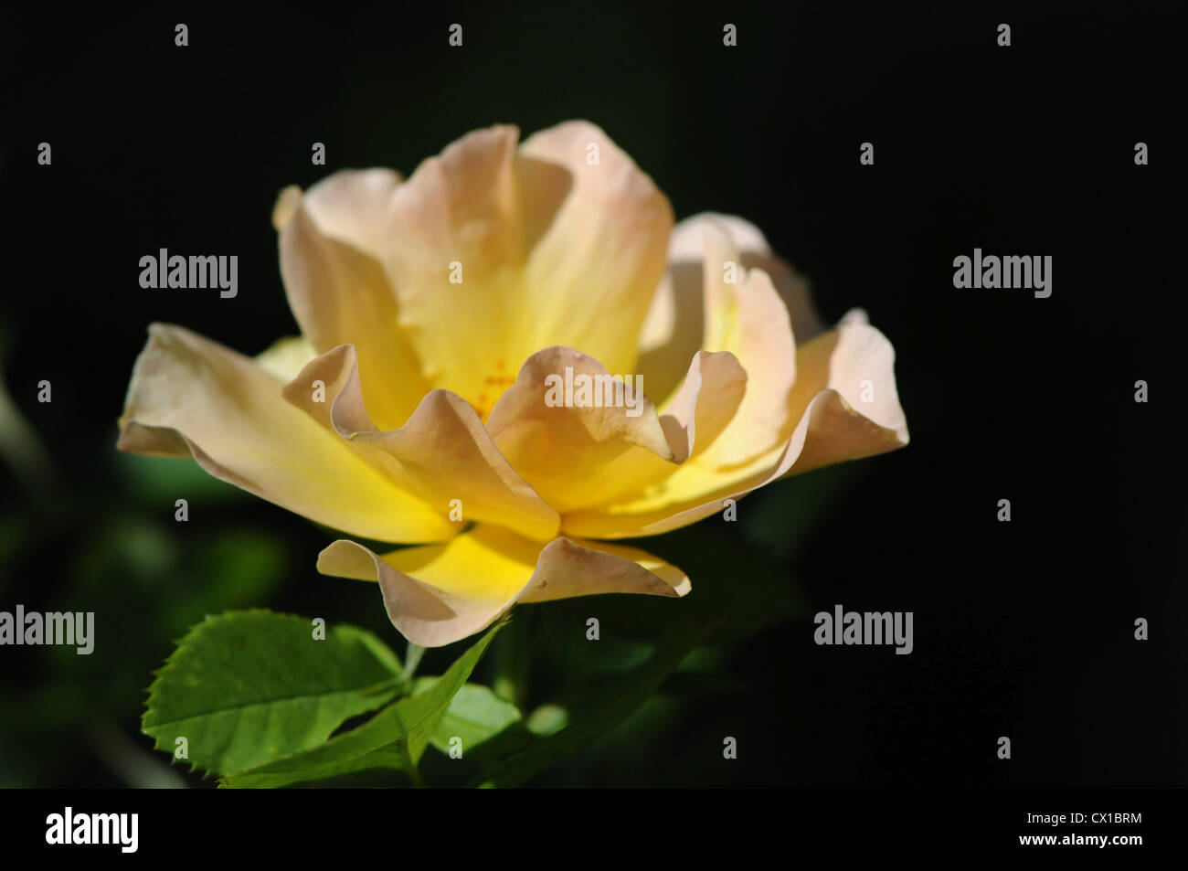 Peach rose in sunshine hi-res stock photography and images - Alamy