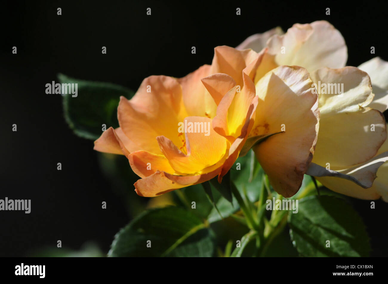 Peach rose in sunshine hi-res stock photography and images - Alamy
