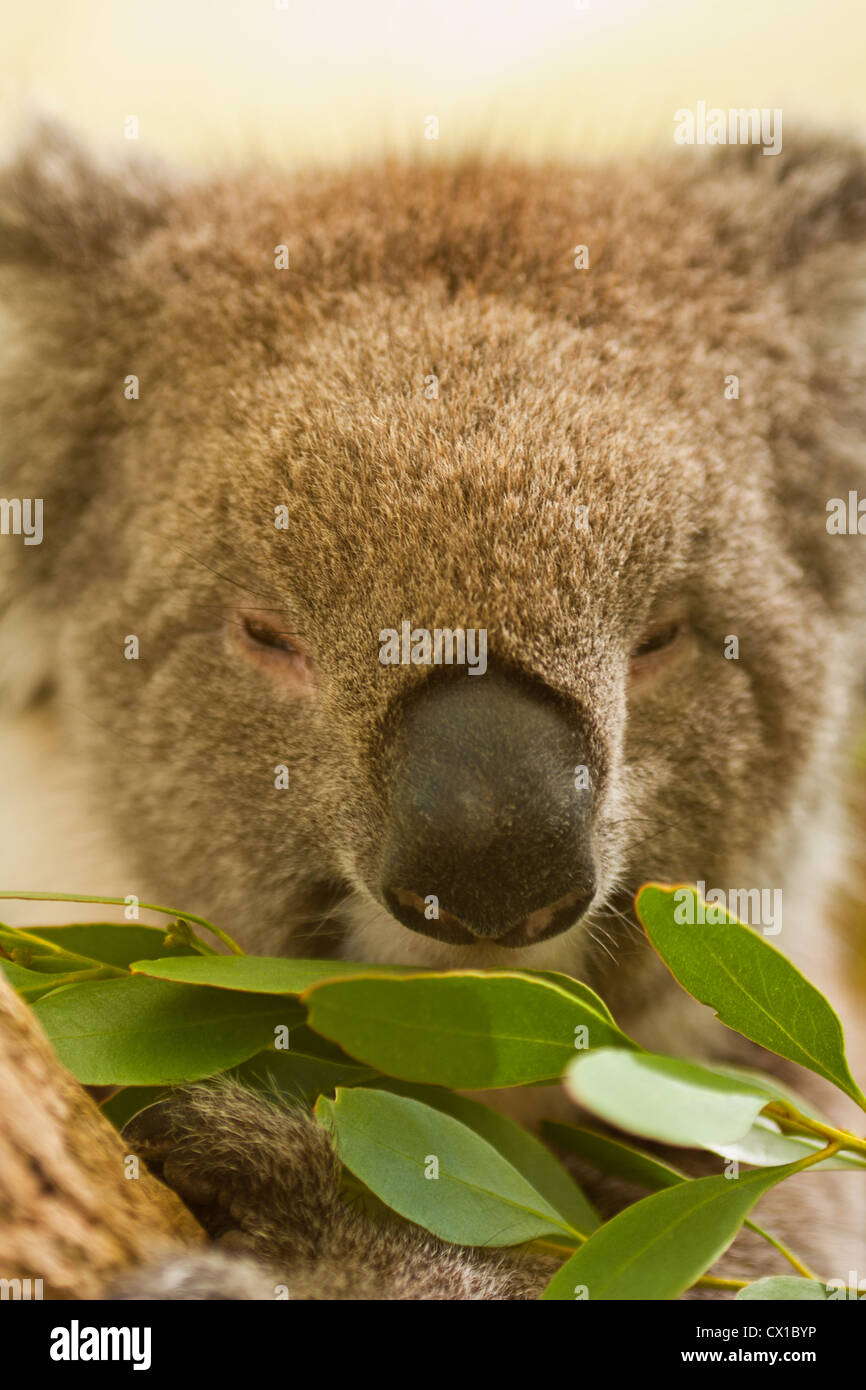 A Koala bear's face Stock Photo - Alamy