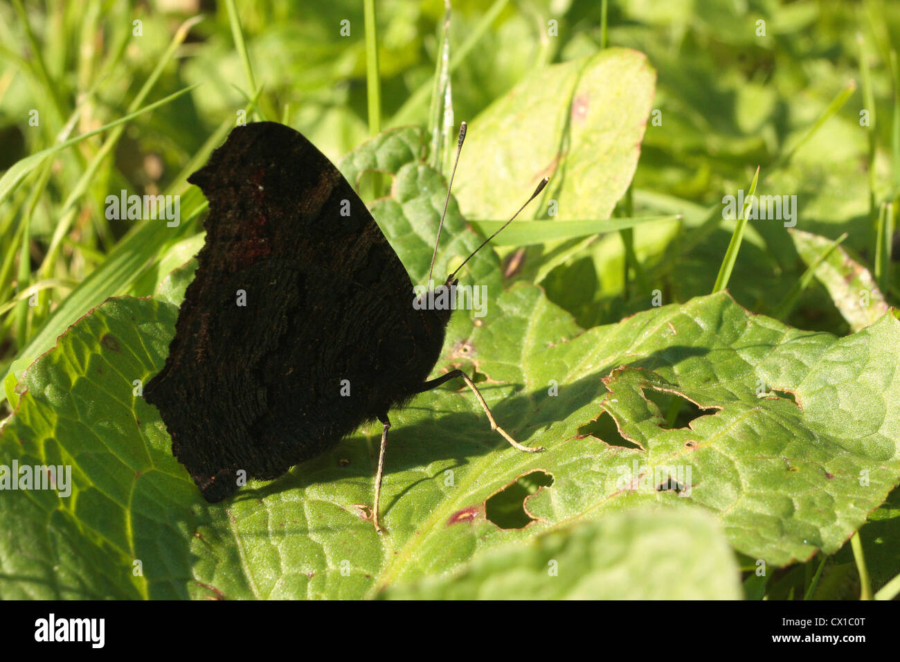 Decaying butterfly hi-res stock photography and images - Alamy