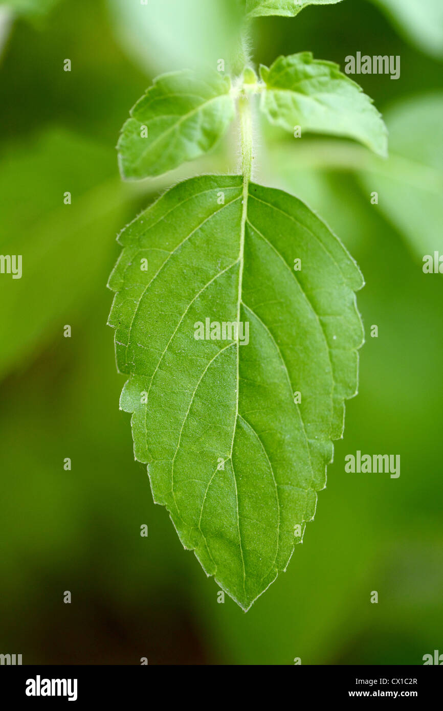 close-up of fresh basil leaf for backgrounds Stock Photo - Alamy