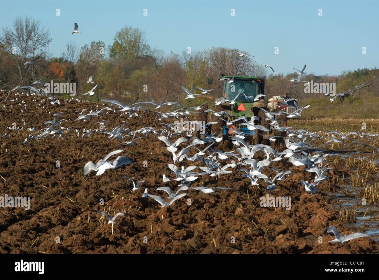 Gulls following tractor plowing field Stock Photo - Alamy
