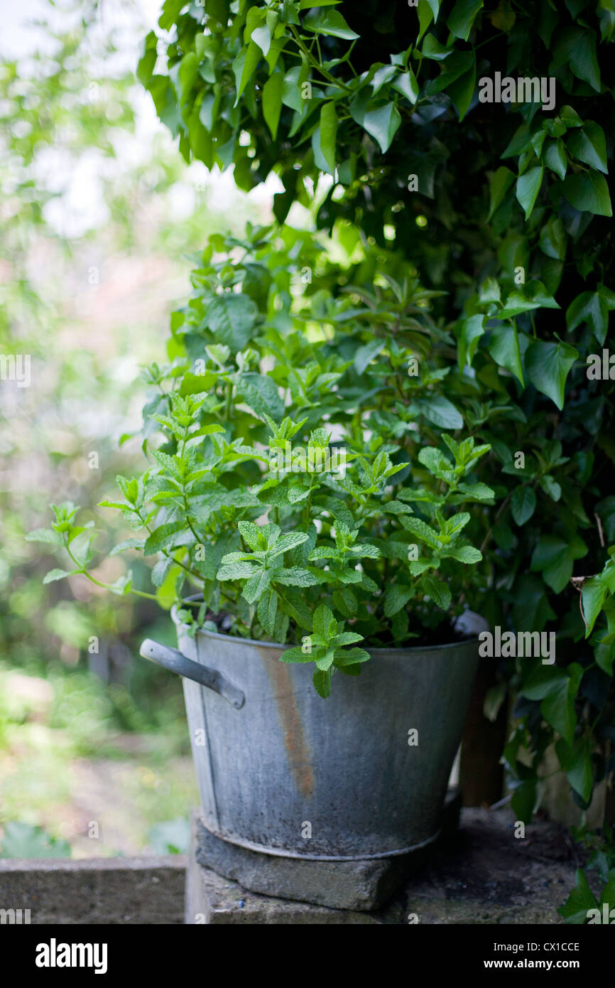 Mint planted in a metal container in a domestic garden Stock Photo - Alamy