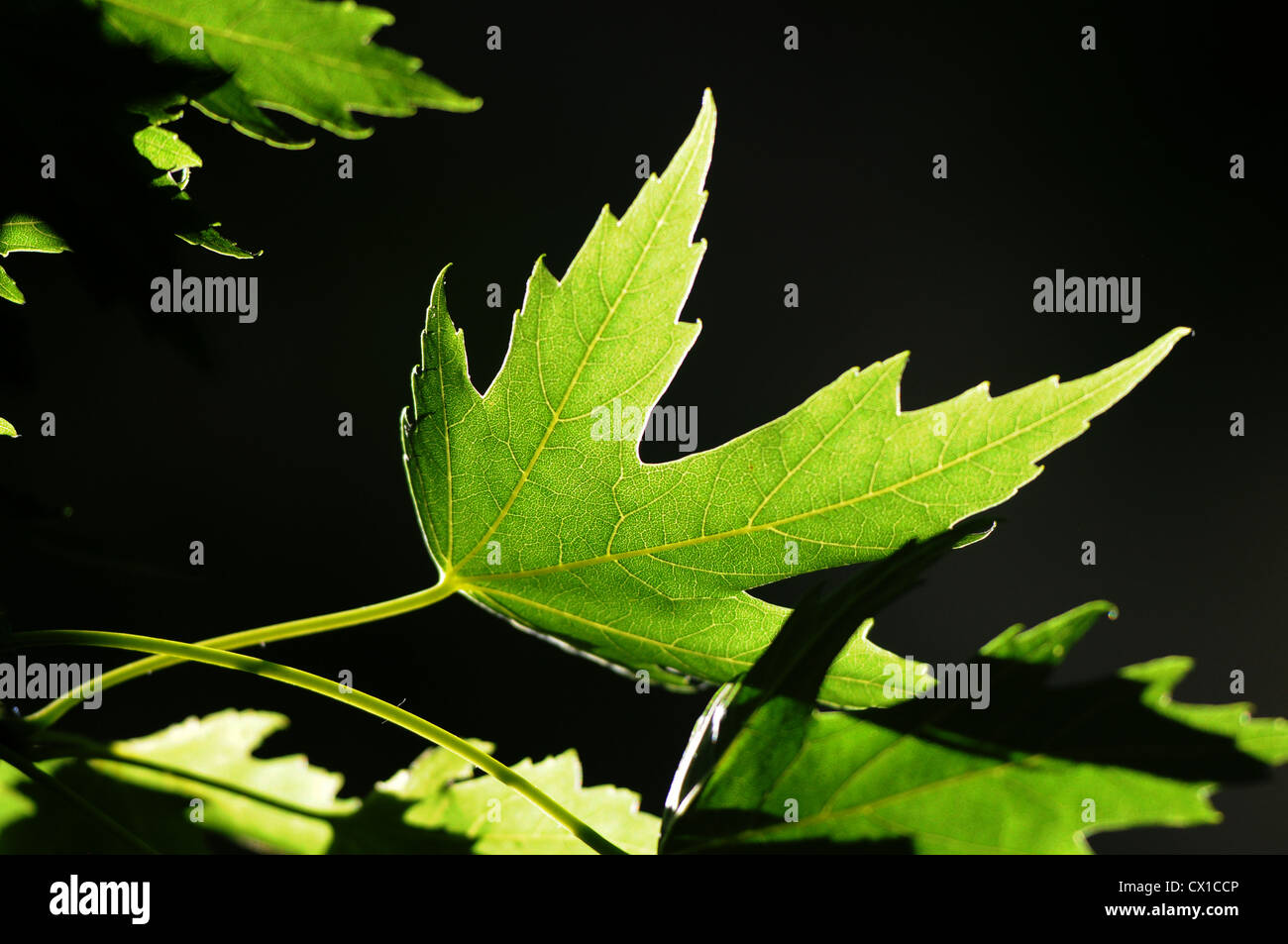 Maple leaf in summer sun Stock Photo - Alamy