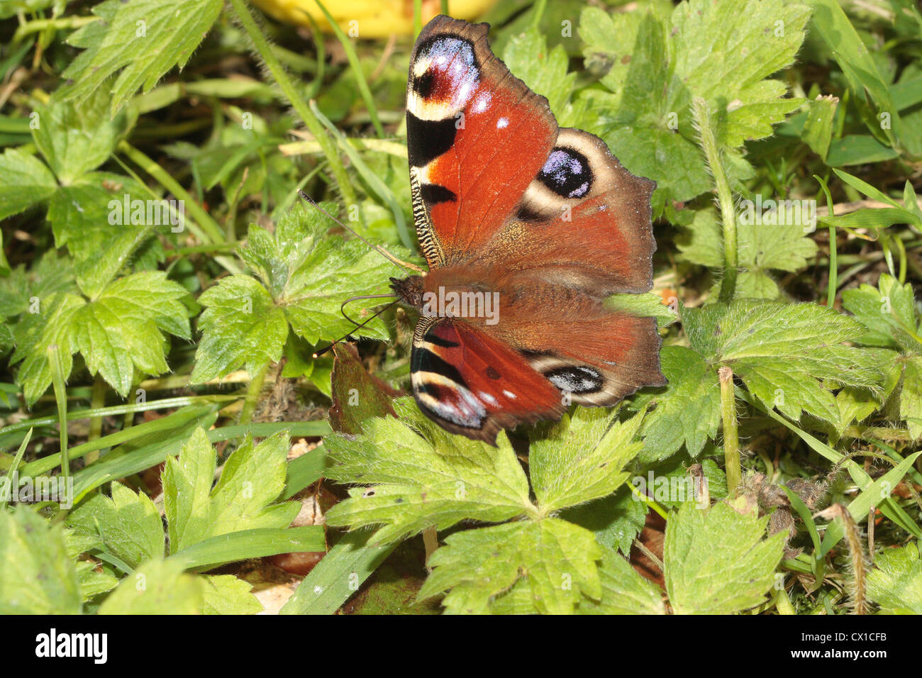 Decaying butterfly hi-res stock photography and images - Alamy