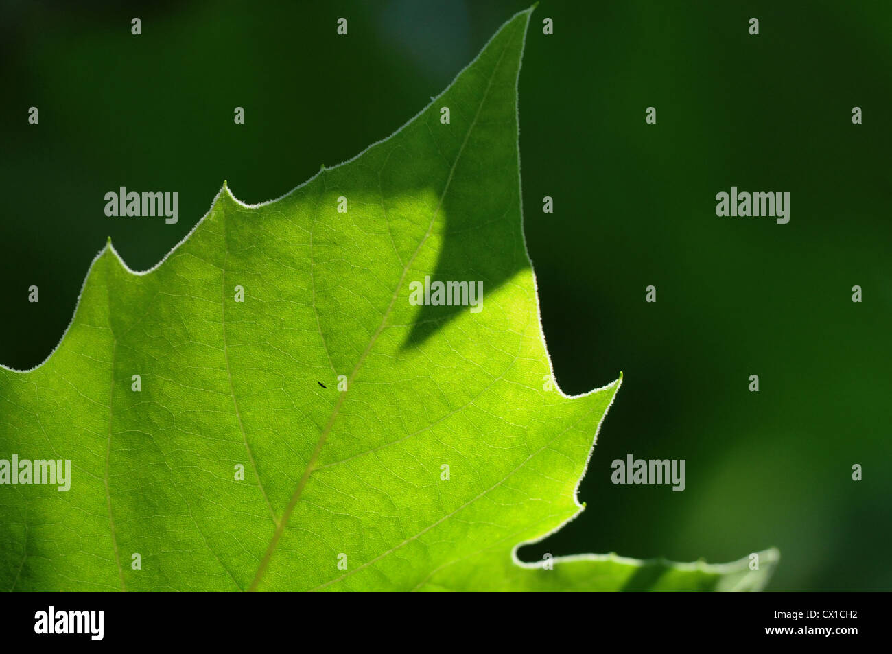 London plane tree in summer Stock Photo - Alamy
