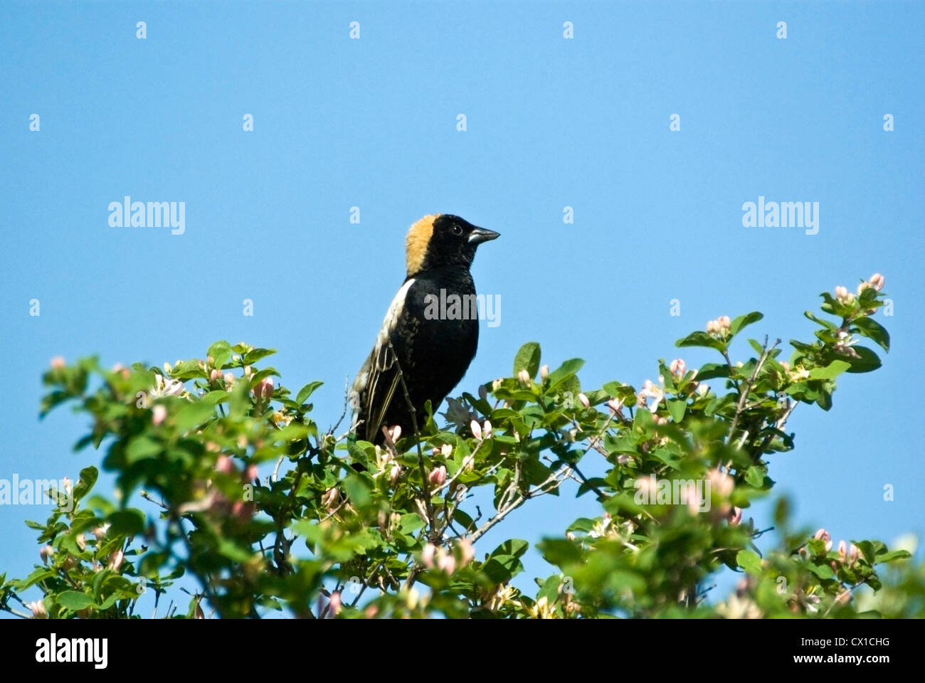 Bobolink, Dolichonyx oryzivorus, male in breeding plumage Stock Photo ...