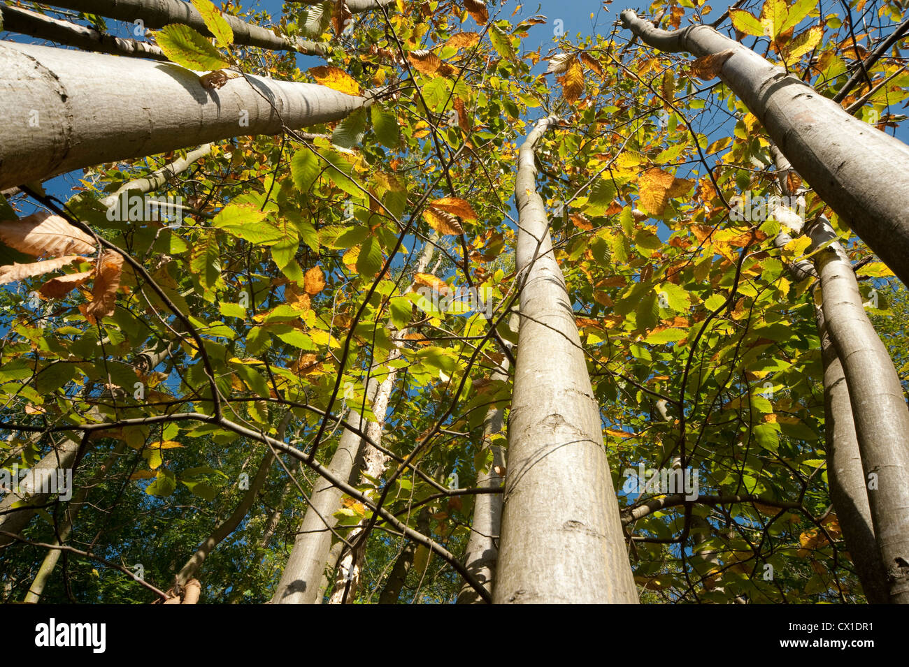Young Sweet Chestnut Trees Castanea sativa looking up trunk bark of ...