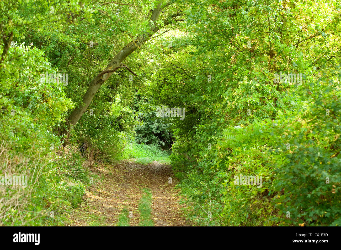 Ranscombe farm hi-res stock photography and images - Alamy