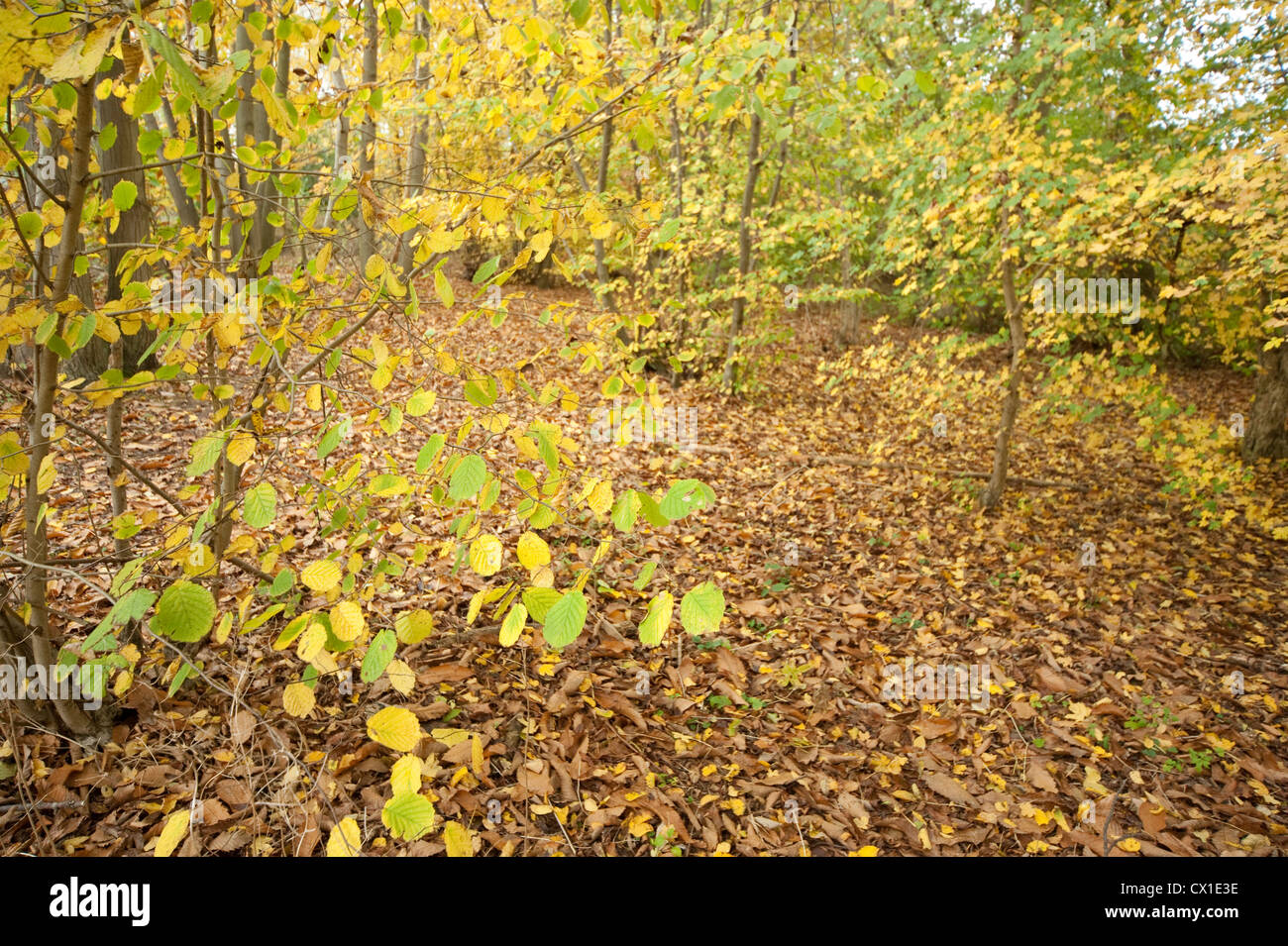 Beech Trees Fagus sylvatica Ranscombe Farm Nature Reserve Kent UK ...