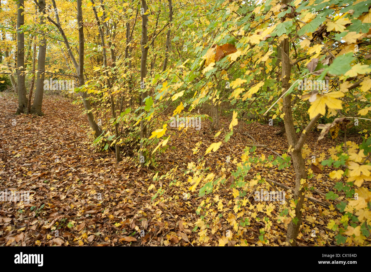 Field maple uk hi-res stock photography and images - Alamy