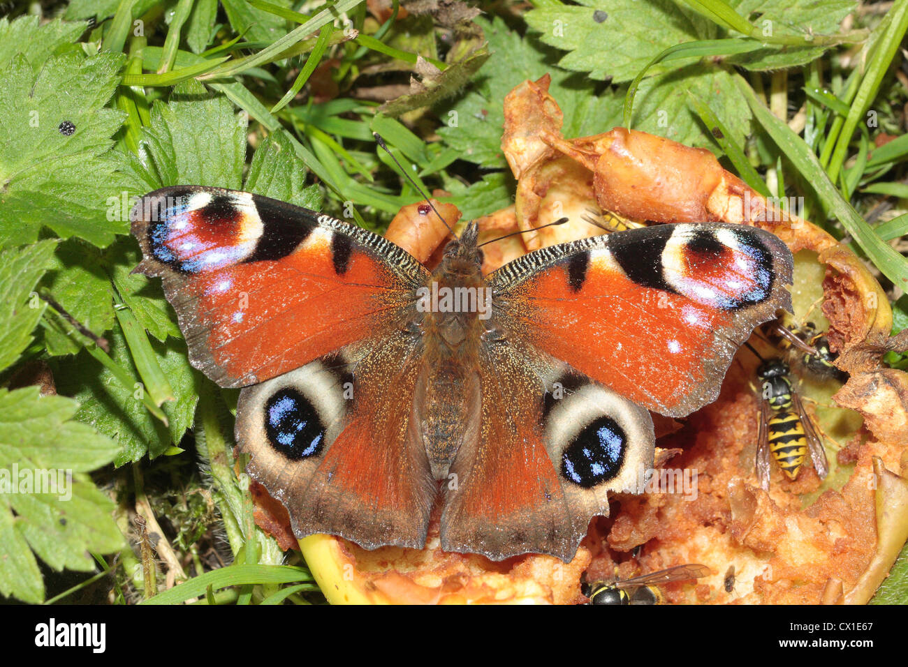 Decaying butterfly hi-res stock photography and images - Alamy