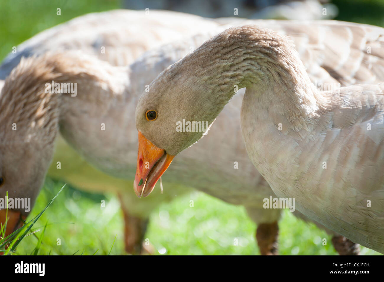Goose geese head hi-res stock photography and images - Alamy
