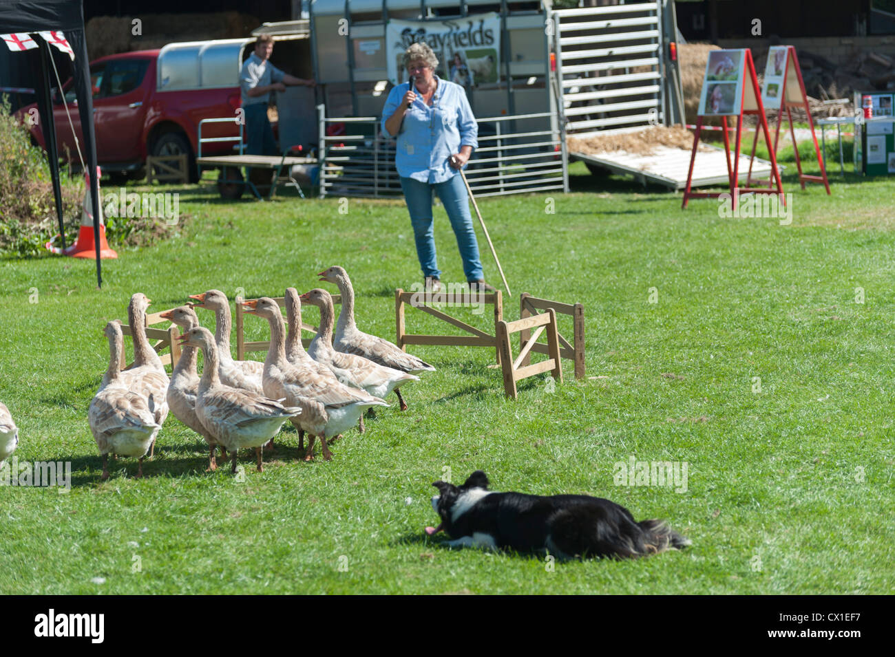 Herding geese hi-res stock photography and images - Alamy