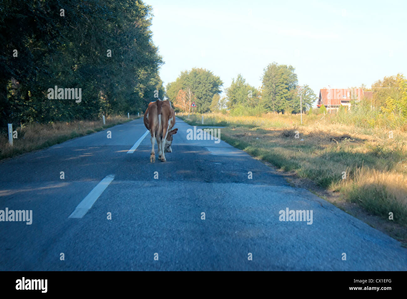 Cow car hi-res stock photography and images - Alamy