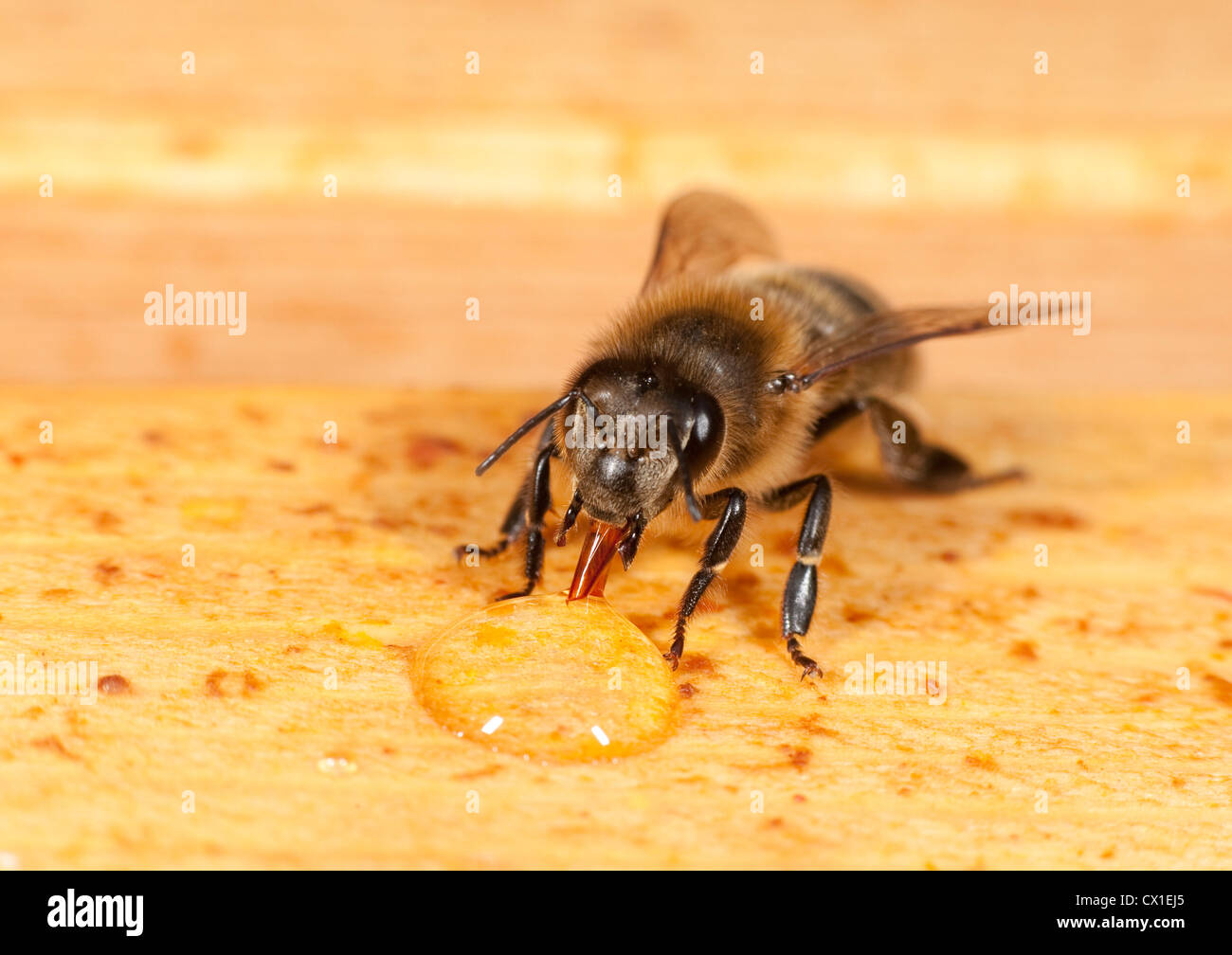 Inside Honey Bee Hive High Resolution Stock Photography and Images - Alamy