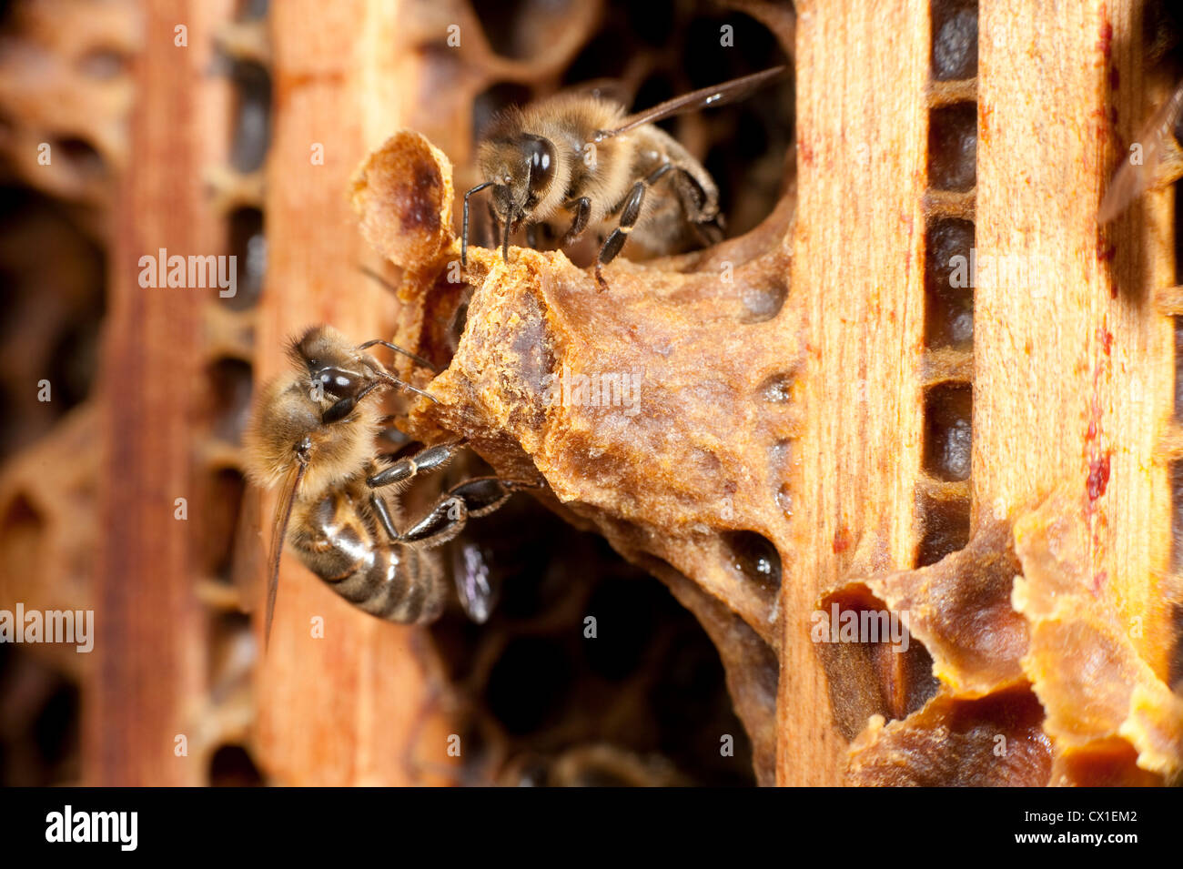 New Queen Honey Bee hatching from queen cell within hive being attended ...